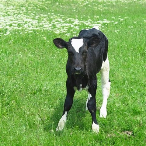 Grafton Calf Starter - Conventional - Morrisons Custom Feed