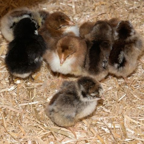 Poultry Starter/Grower Mash 21% - Organic - Morrisons Custom Feed