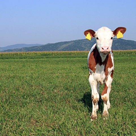 Calf Starter 20% Pellet - Organic - Morrisons Custom Feed